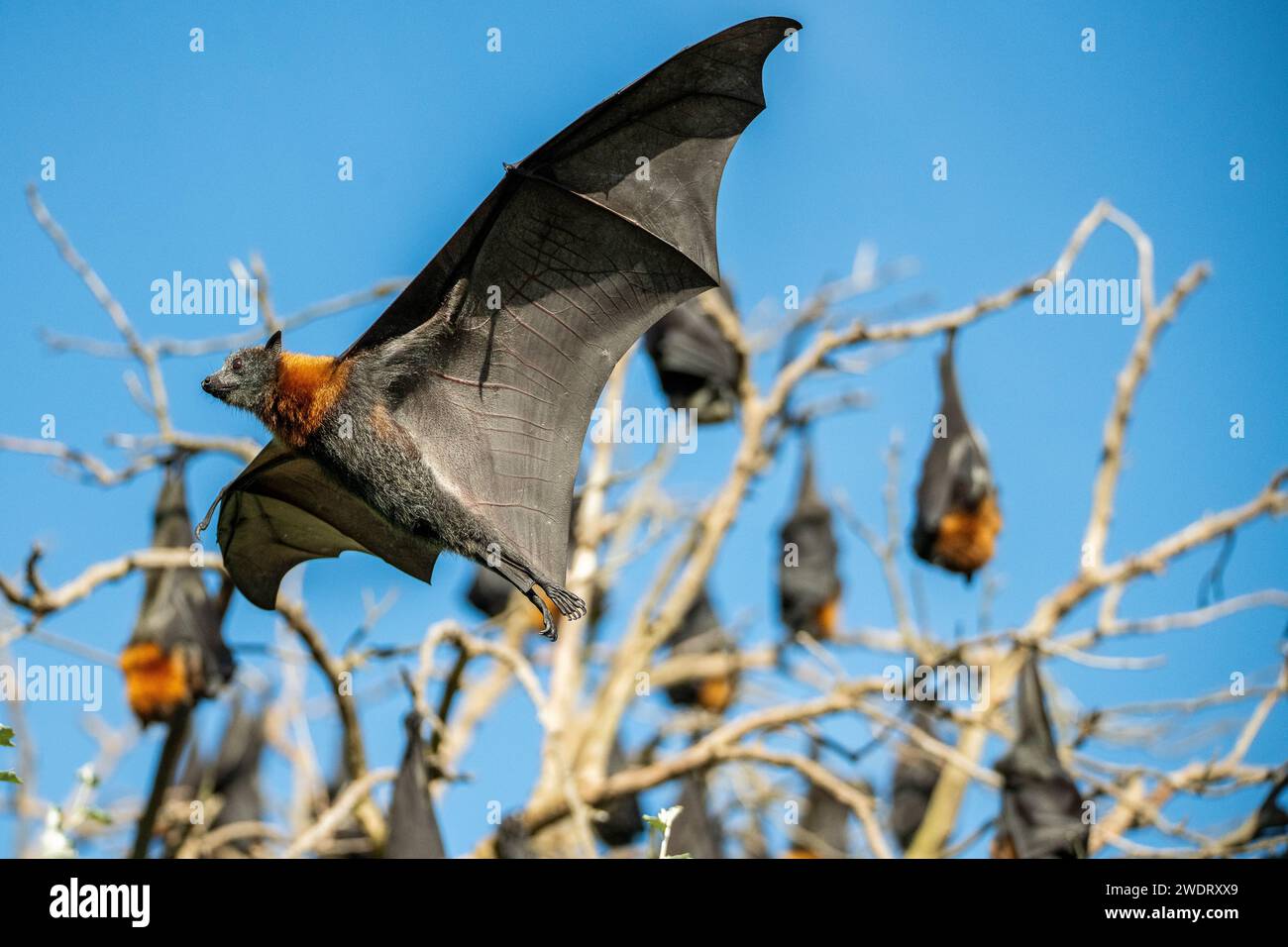 The Grey Headed Flying Fox Pteropus Poliocephalus Is A Megabat And The Largest Bat Of