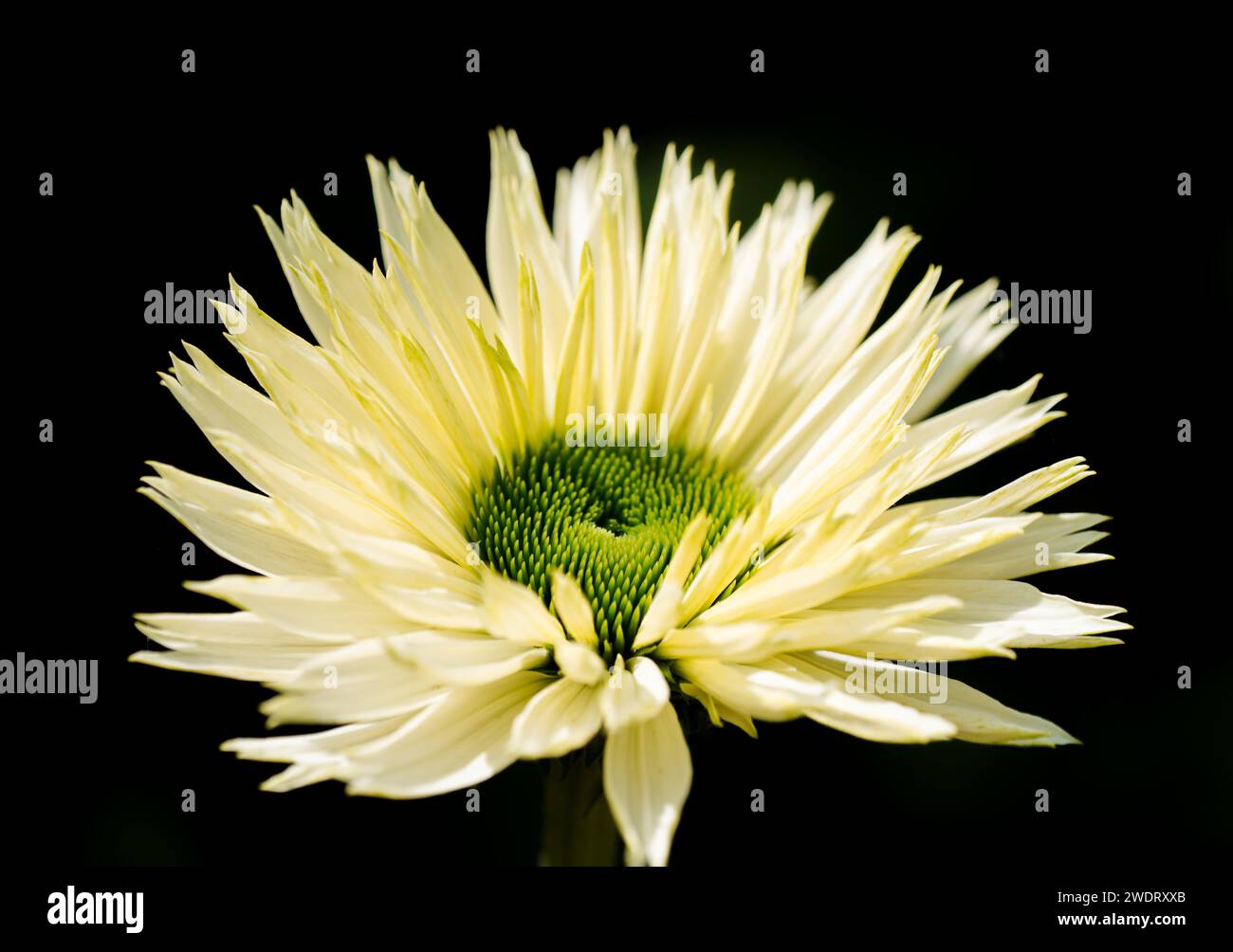 High contrast flower hi-res stock photography and images - Alamy