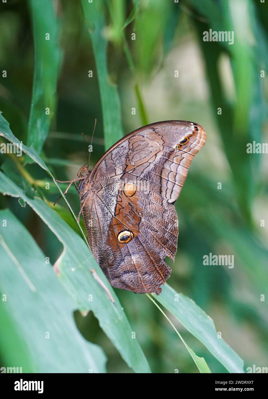 Brown and yellow butterfly hi-res stock photography and images - Alamy