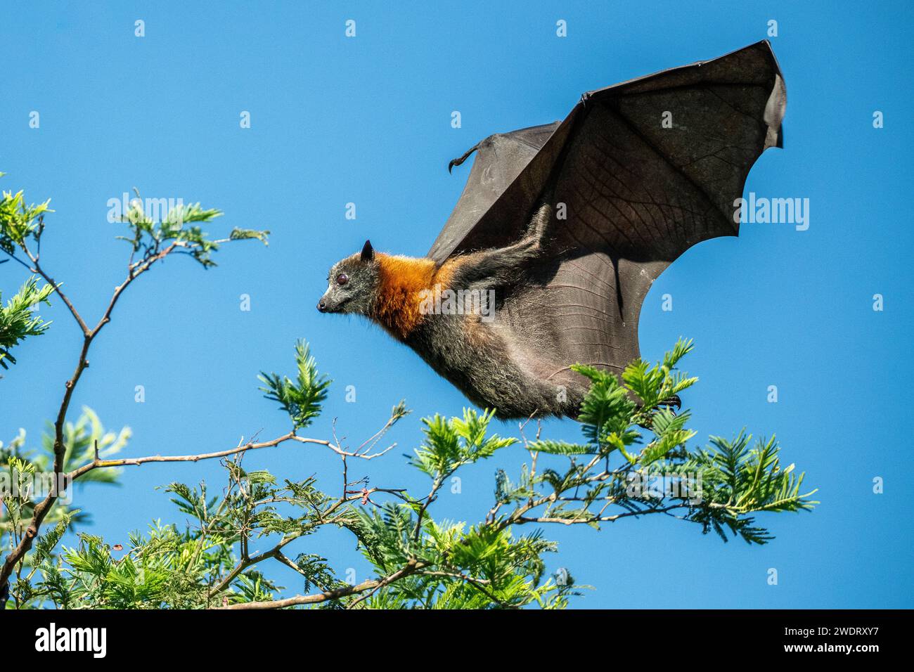 The Grey Headed Flying Fox Pteropus Poliocephalus Is A Megabat And The Largest Bat Of