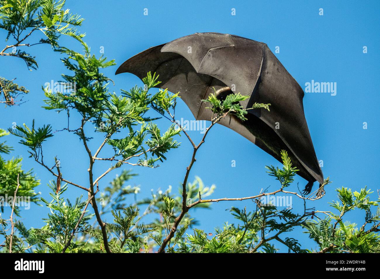 The grey-headed flying fox (Pteropus poliocephalus) is a megabat and ...