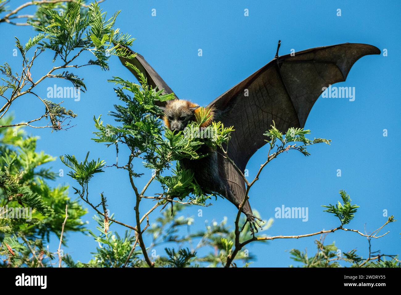 The grey-headed flying fox (Pteropus poliocephalus) is a megabat and ...
