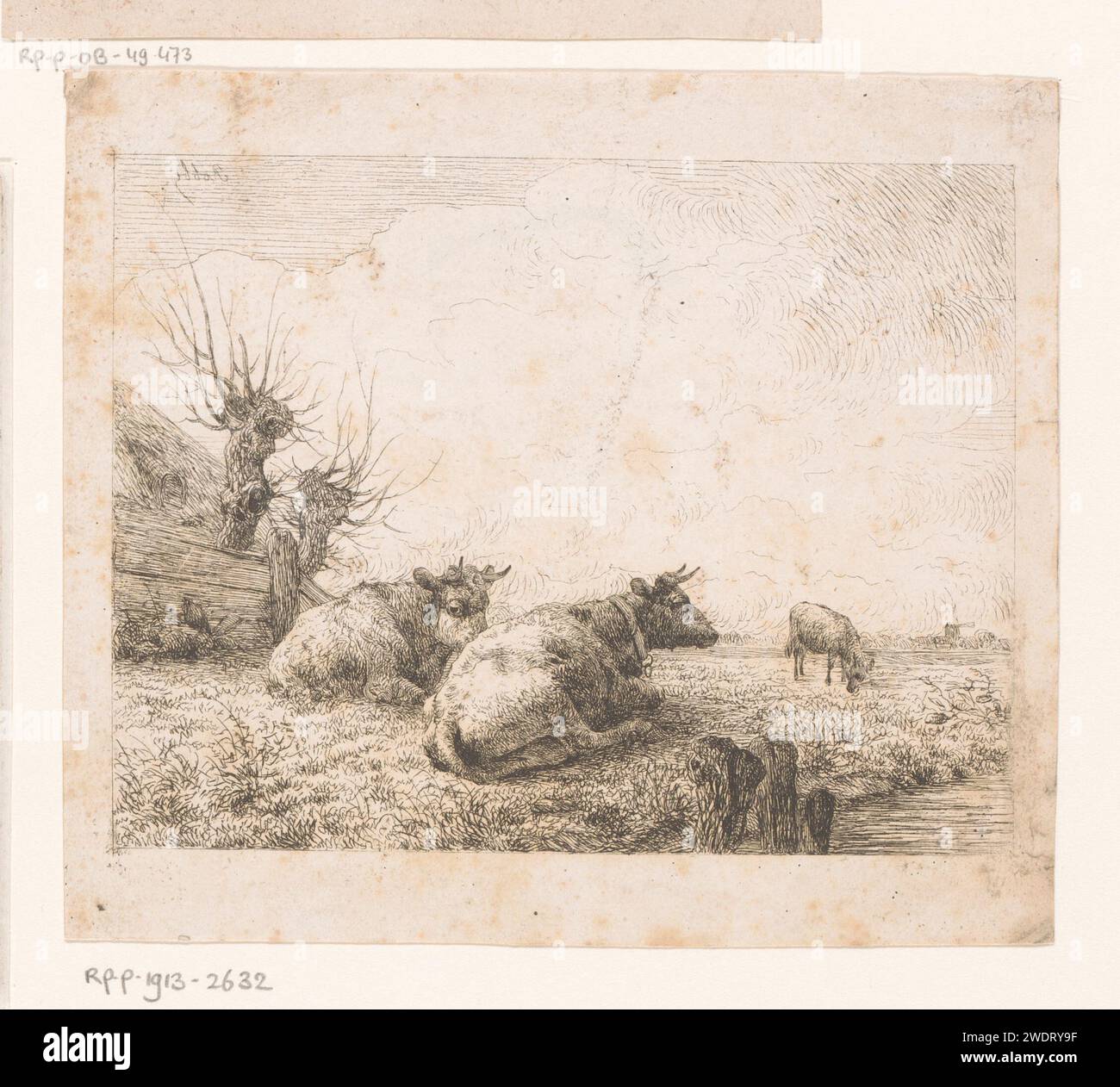 Landscape with two cows lying in a fence with two pollard willows ...