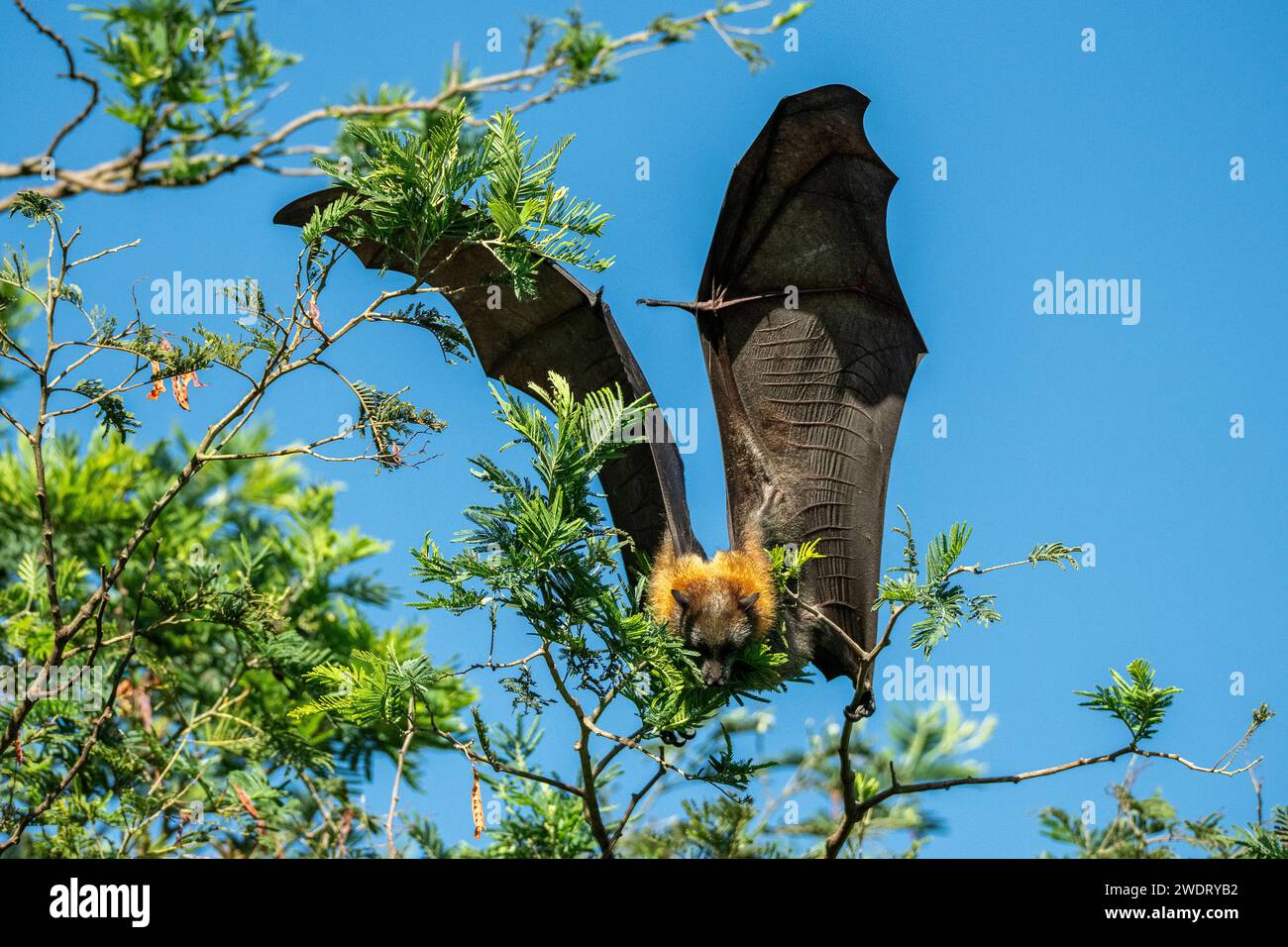 The Grey Headed Flying Fox Pteropus Poliocephalus Is A Megabat And The Largest Bat Of