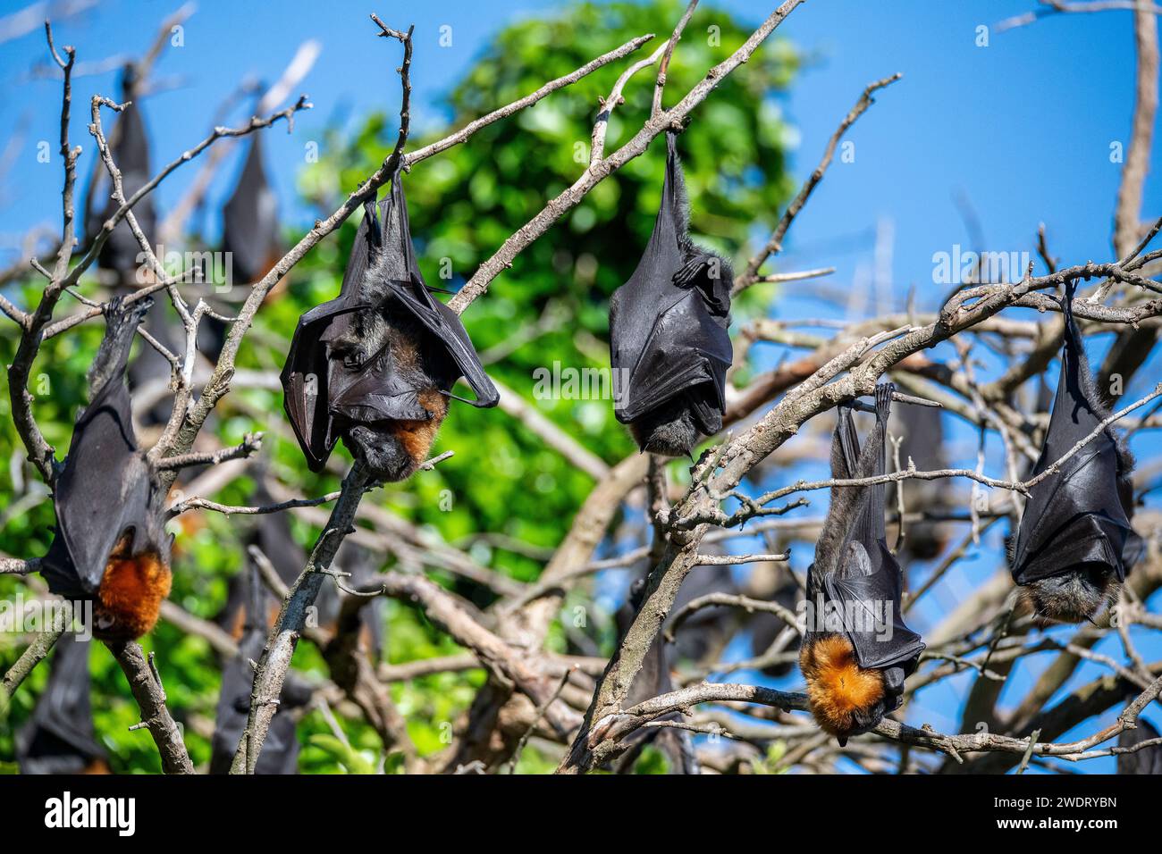 The grey-headed flying fox (Pteropus poliocephalus) is a megabat and ...