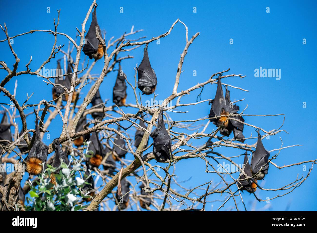 The Grey Headed Flying Fox Pteropus Poliocephalus Is A Megabat And The Largest Bat Of