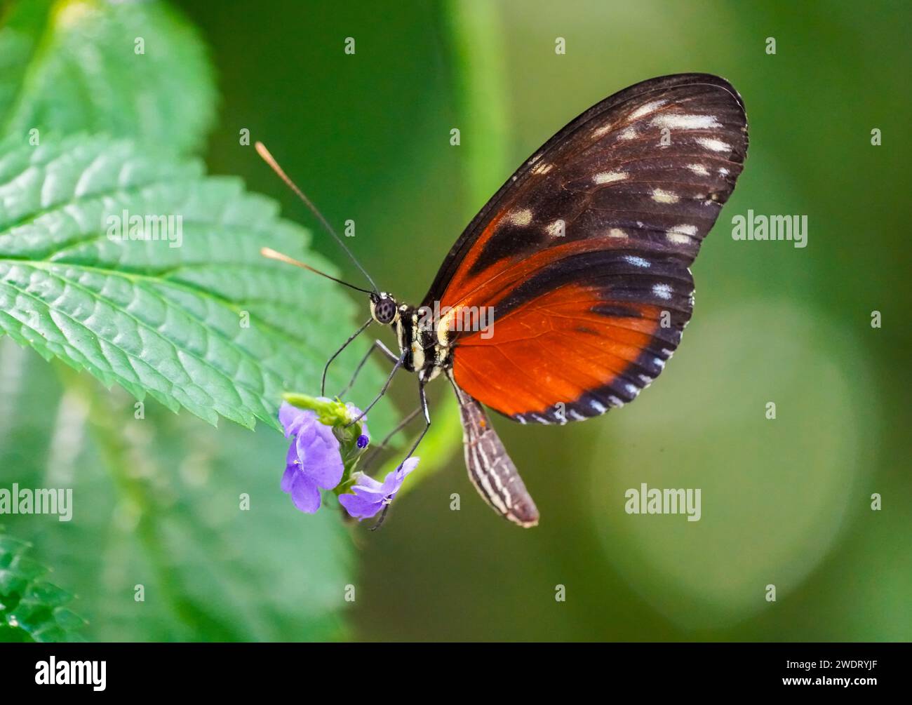 Black orange butterfly, Heliconius hecale. Tiger longwing, Hecale ...