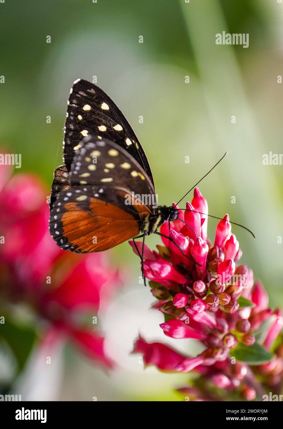 Black orange butterfly, Heliconius hecale. Tiger longwing, Hecale ...