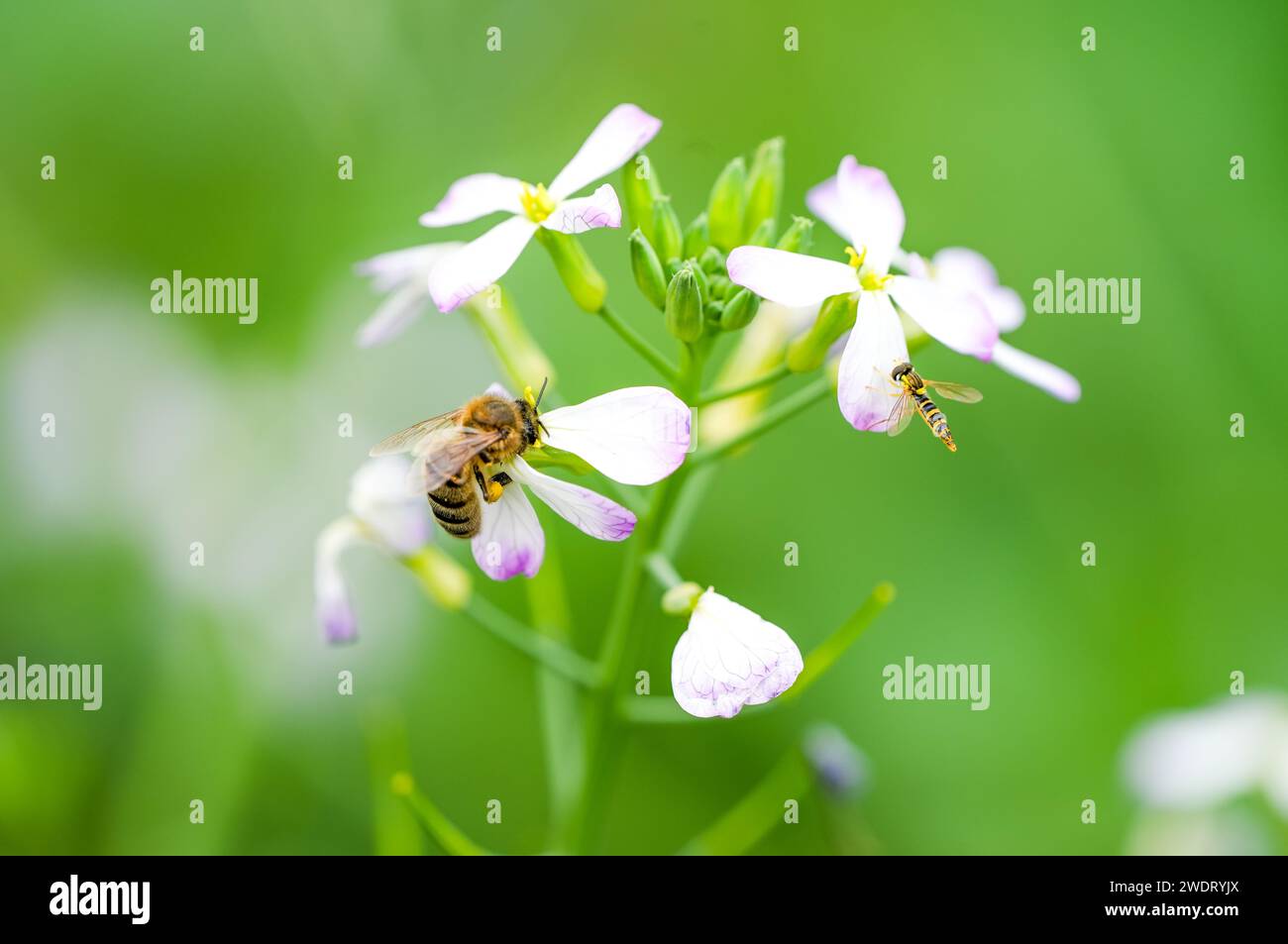 Nectar insects hi-res stock photography and images - Alamy