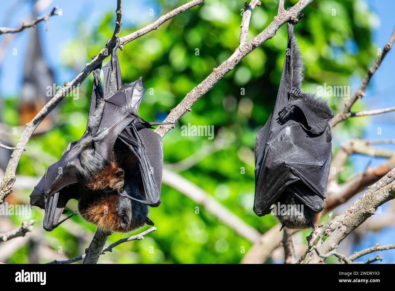 The grey-headed flying fox (Pteropus poliocephalus) is a megabat and ...