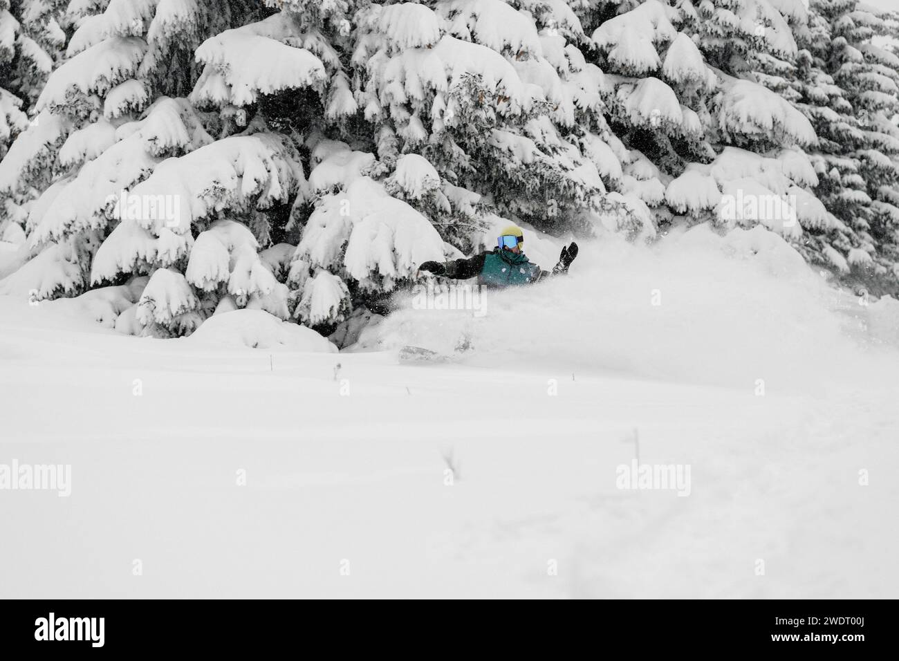 Snowboarder turning between trees and spraying powder Stock Photo - Alamy