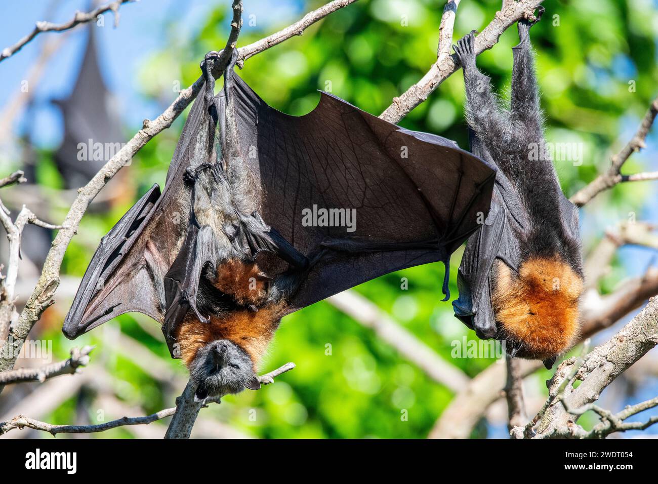 The Grey Headed Flying Fox Pteropus Poliocephalus Is A Megabat And The Largest Bat Of