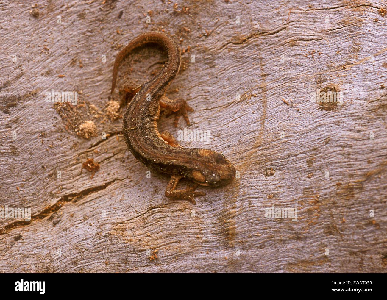 Banded newt hi-res stock photography and images - Alamy
