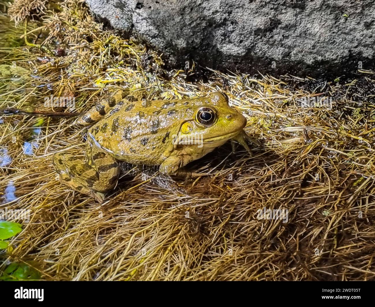 Daytime frog hi-res stock photography and images - Alamy