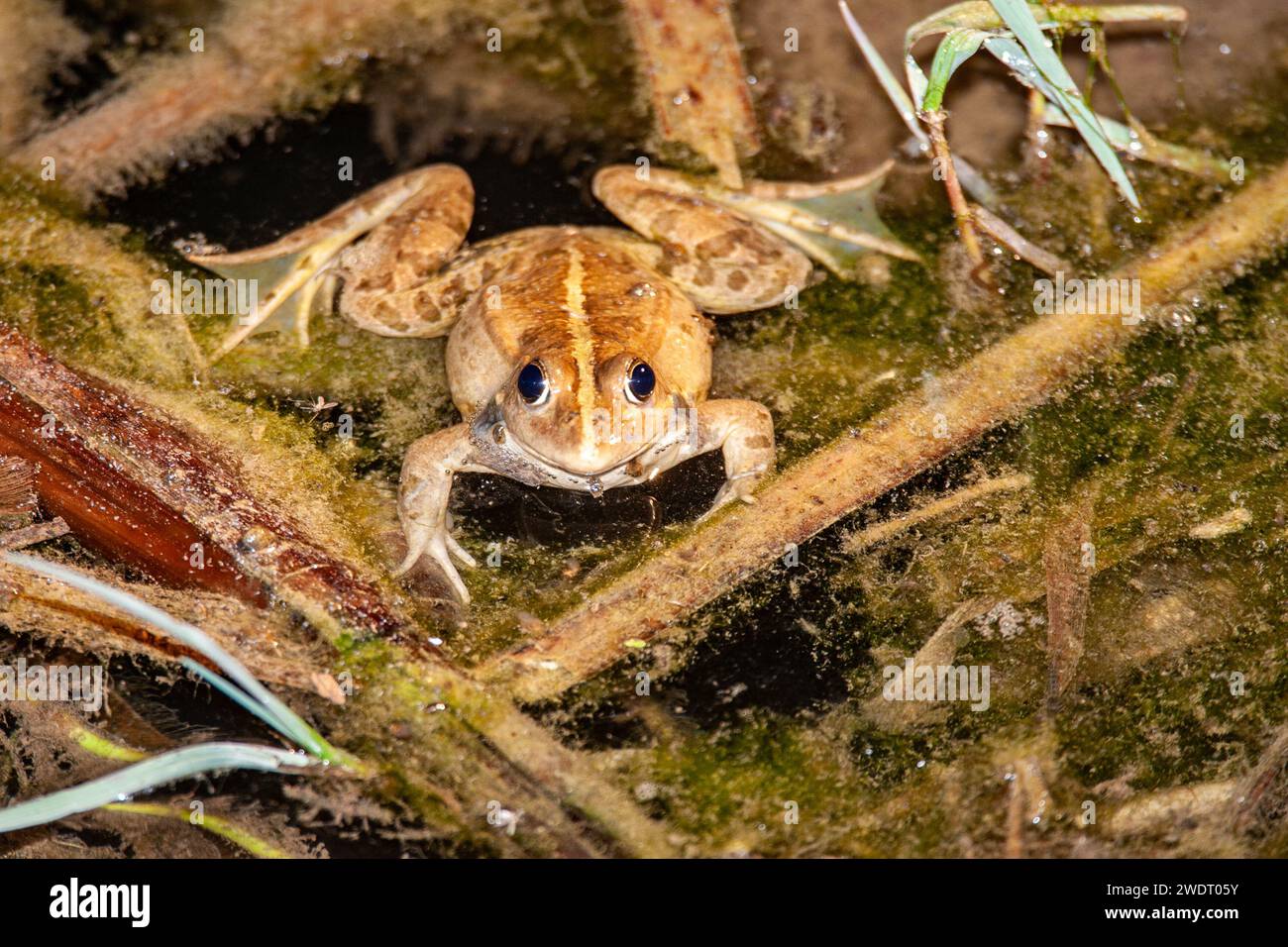 Levant frogs hi-res stock photography and images - Alamy