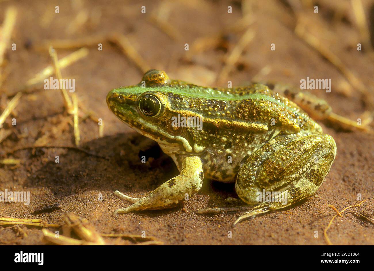 Levant frogs hi-res stock photography and images - Alamy