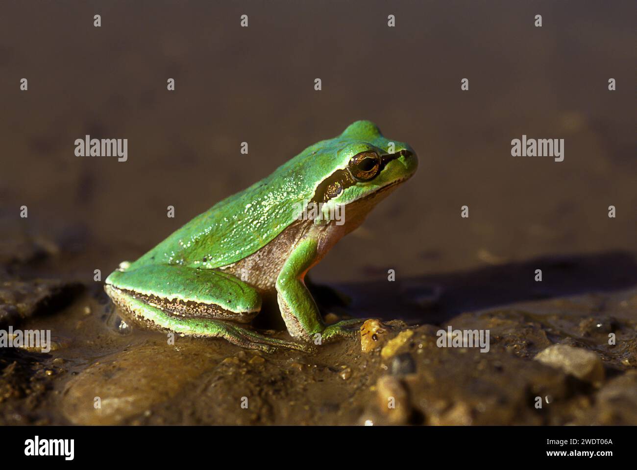 Hyla savignyi, also known as the Savigny's treefrog, lemon-yellow tree ...