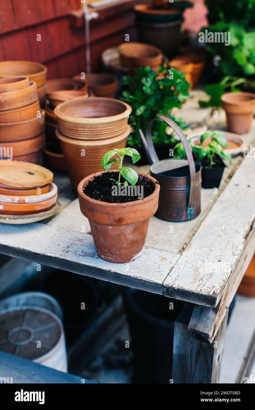 Basil seedling in a small ceramic pot in a potting shed Stock Photo - Alamy