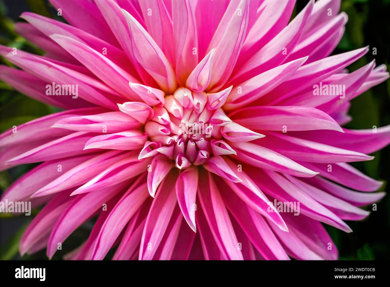 Pink White Stellar Alloway Candy Dahlia Flower Bellevue Washingt Stock ...