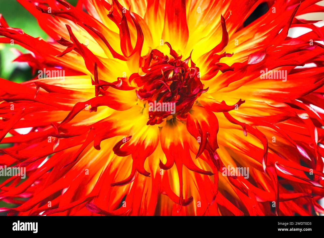 Flame Red Yellow Sandia Comanche Cactus Dahlia Flower Stock Photo - Alamy