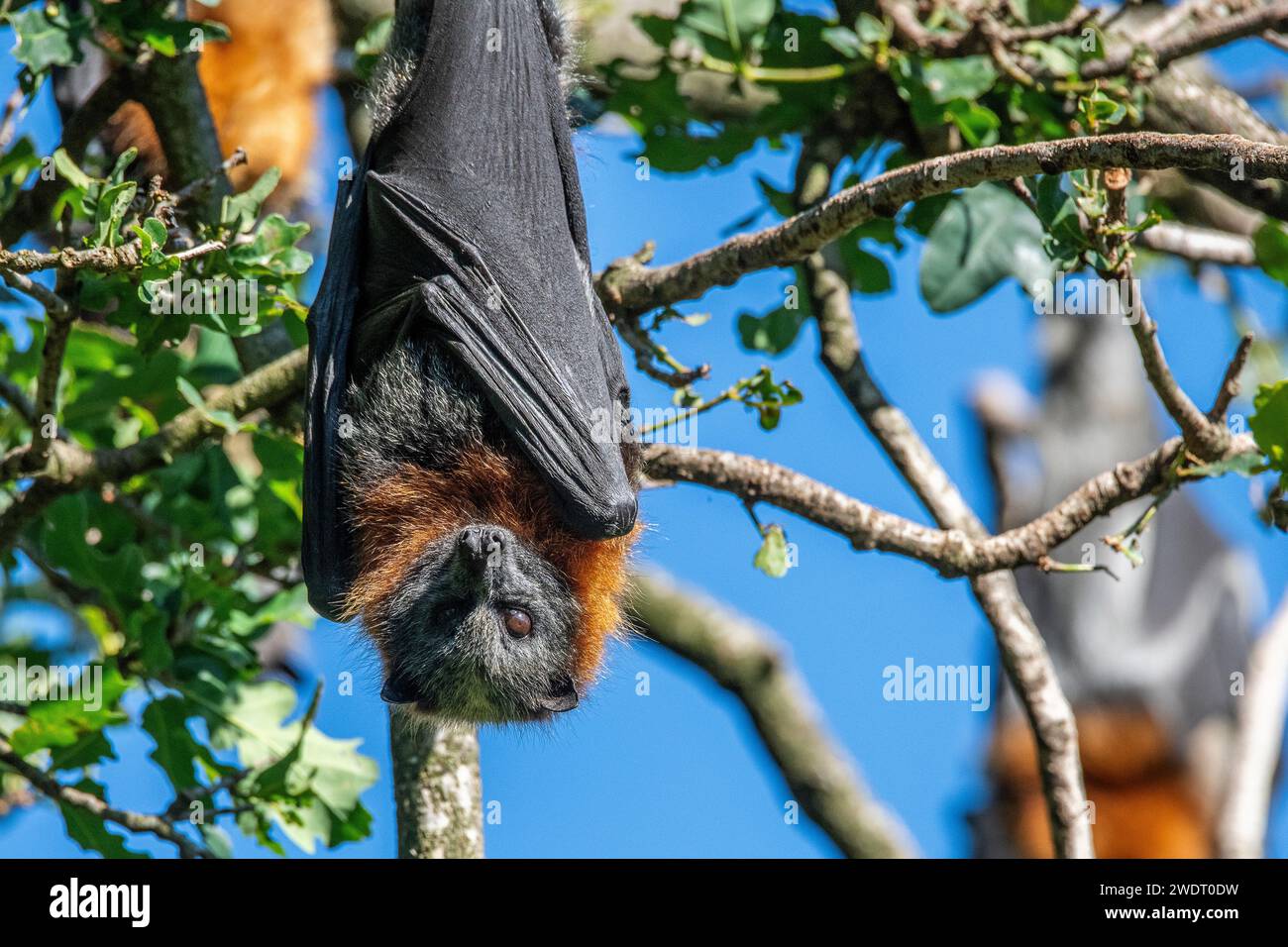 The Grey Headed Flying Fox Pteropus Poliocephalus Is A Megabat And The Largest Bat Of
