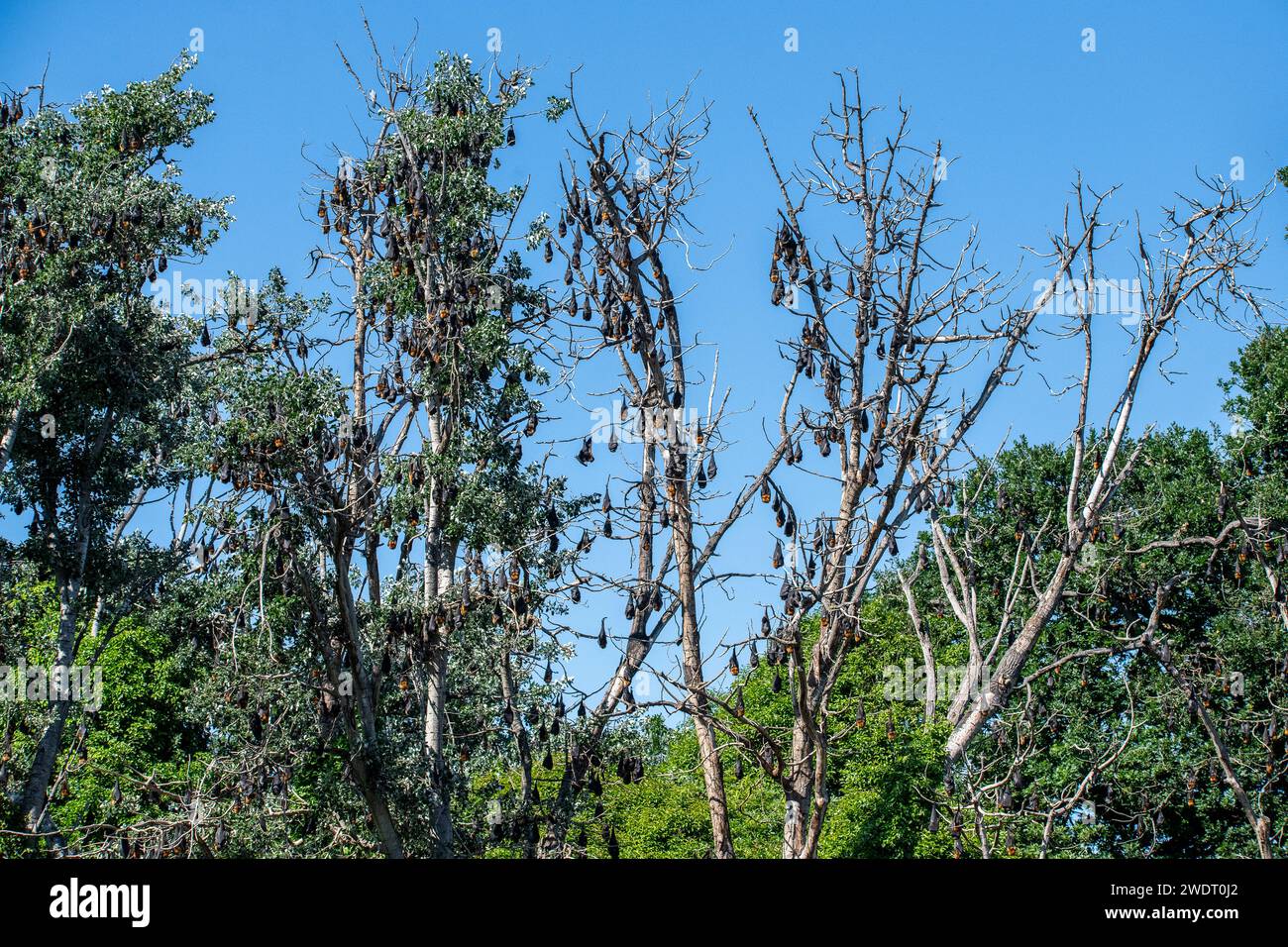 The grey-headed flying fox (Pteropus poliocephalus) is a megabat and ...