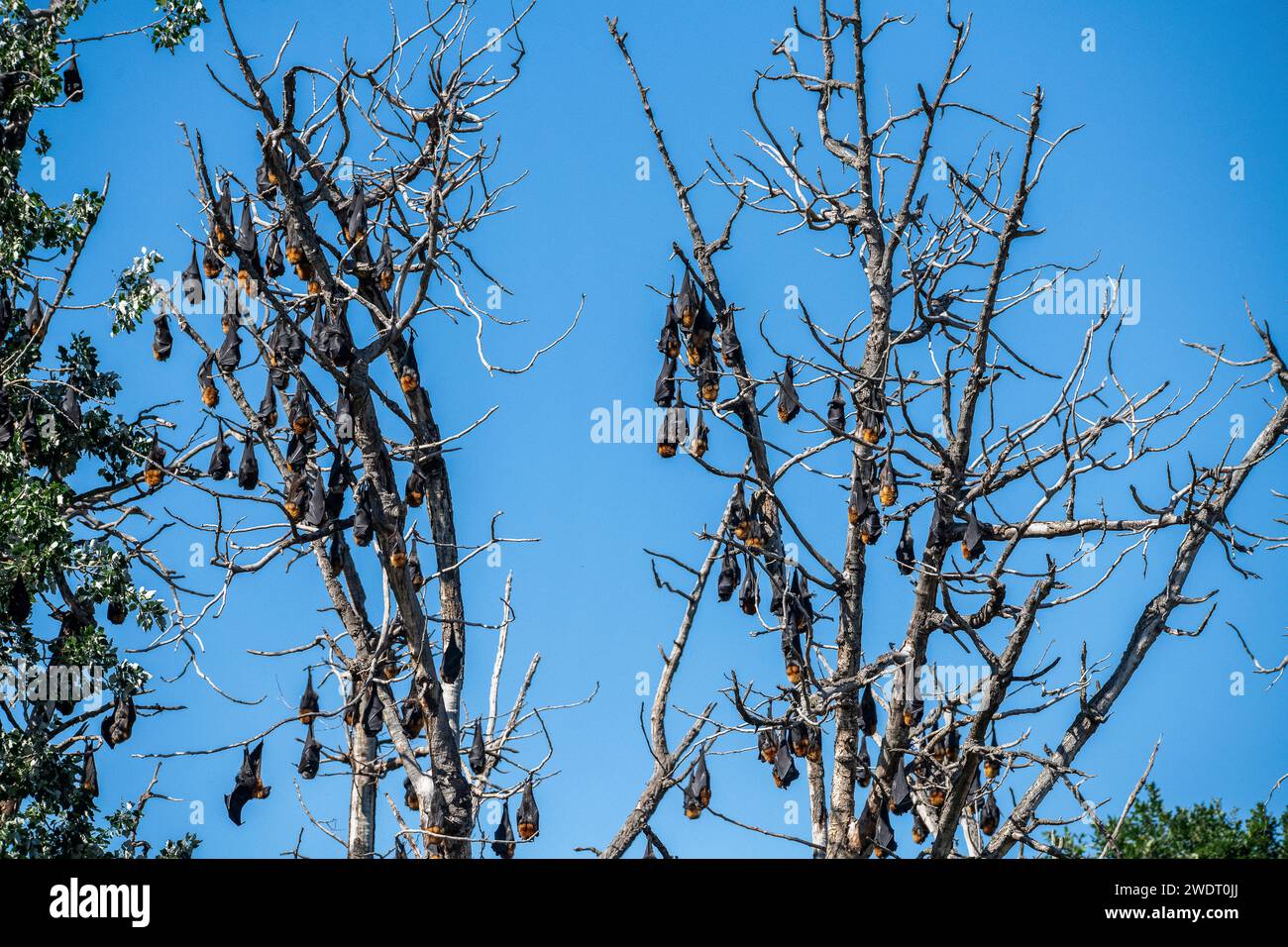 The grey-headed flying fox (Pteropus poliocephalus) is a megabat and ...