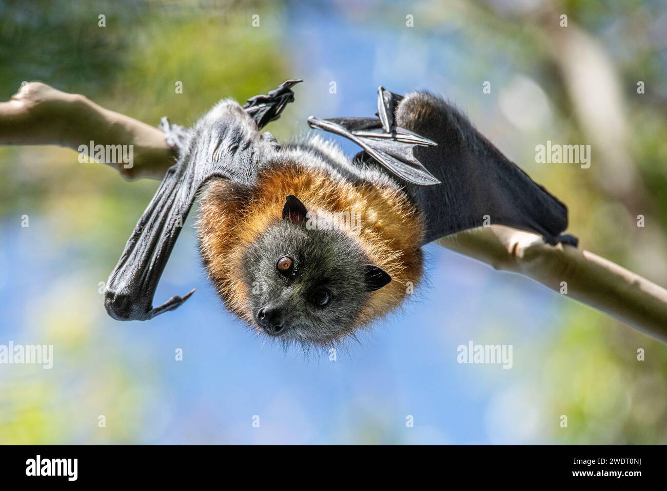 The Grey Headed Flying Fox Pteropus Poliocephalus Is A Megabat And The Largest Bat Of