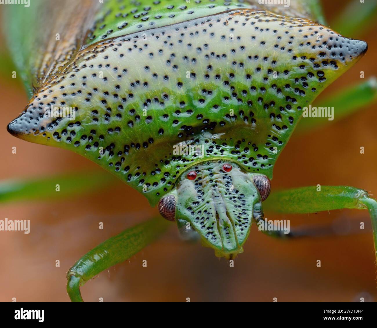 Invertebrate insect hemiptera bug hi-res stock photography and images ...