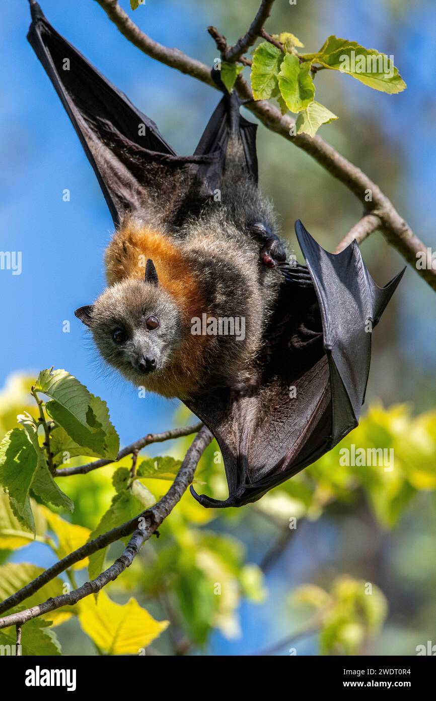 The Grey Headed Flying Fox Pteropus Poliocephalus Is A Megabat And The Largest Bat Of
