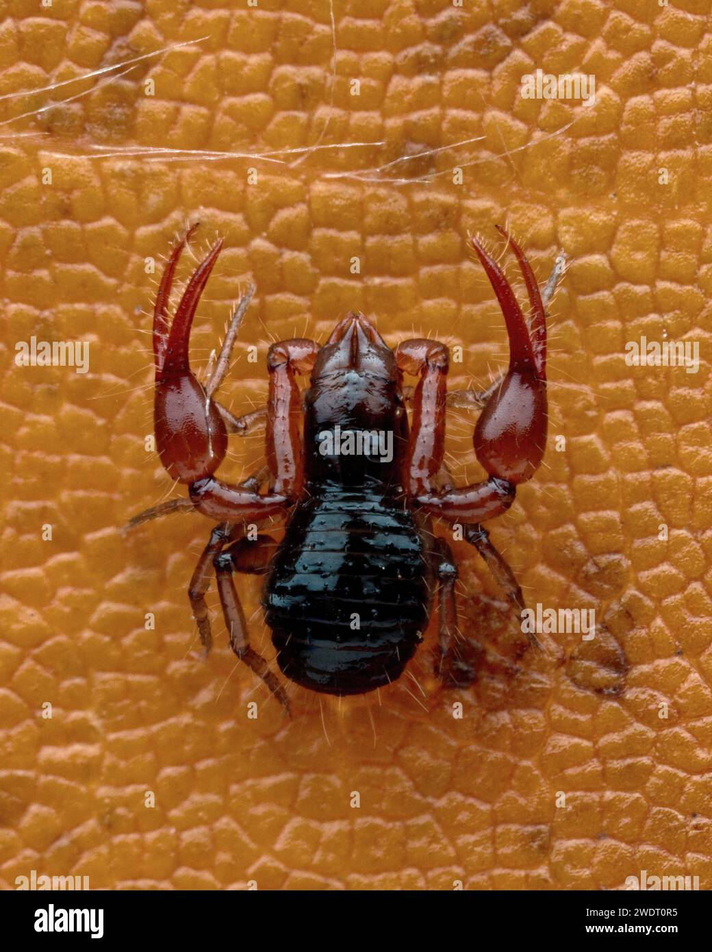 Dorsal view of Neobisium carcinoides Pseudoscorpion on beech leaf ...