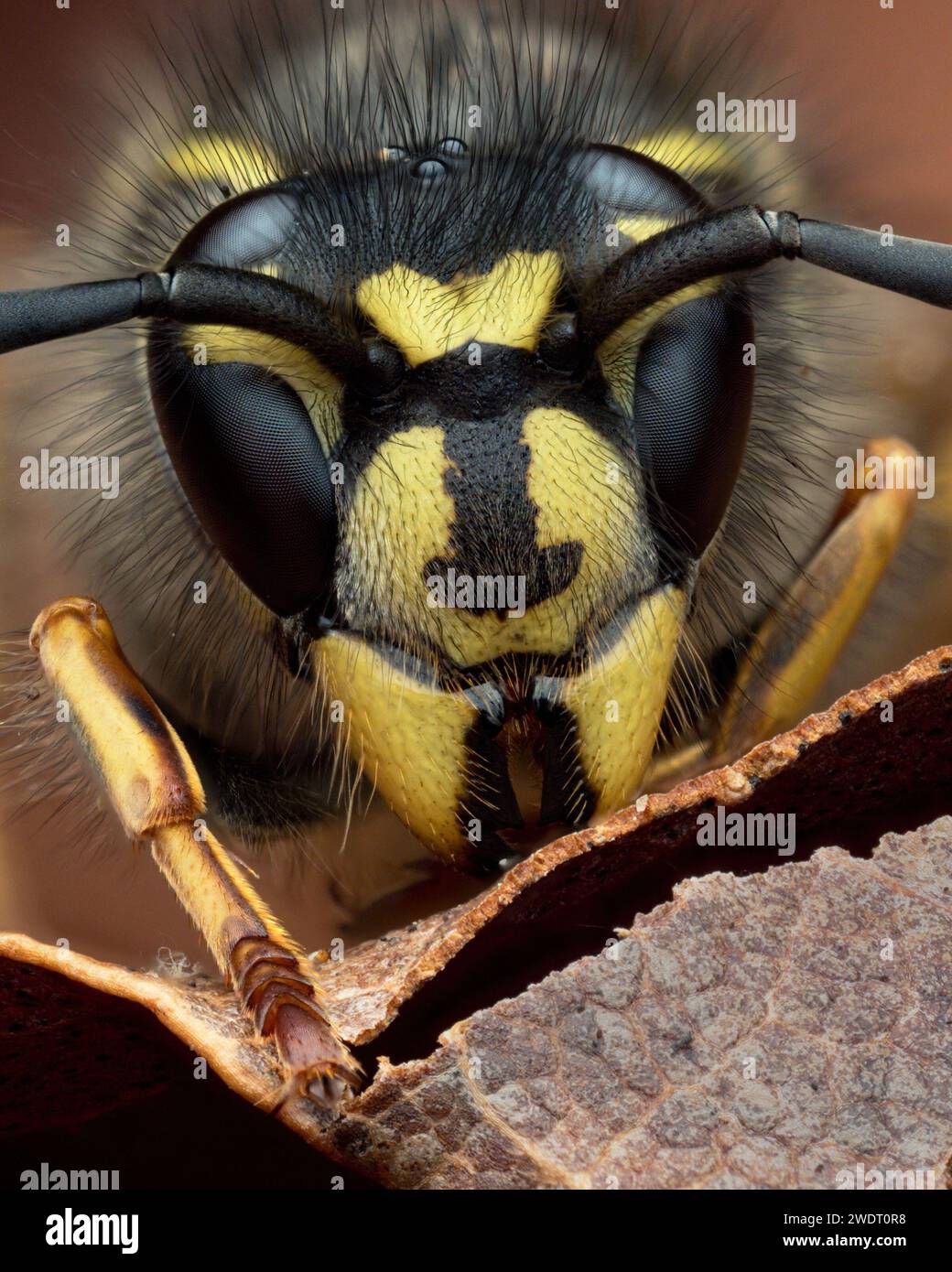 Queen wasp hi-res stock photography and images - Alamy