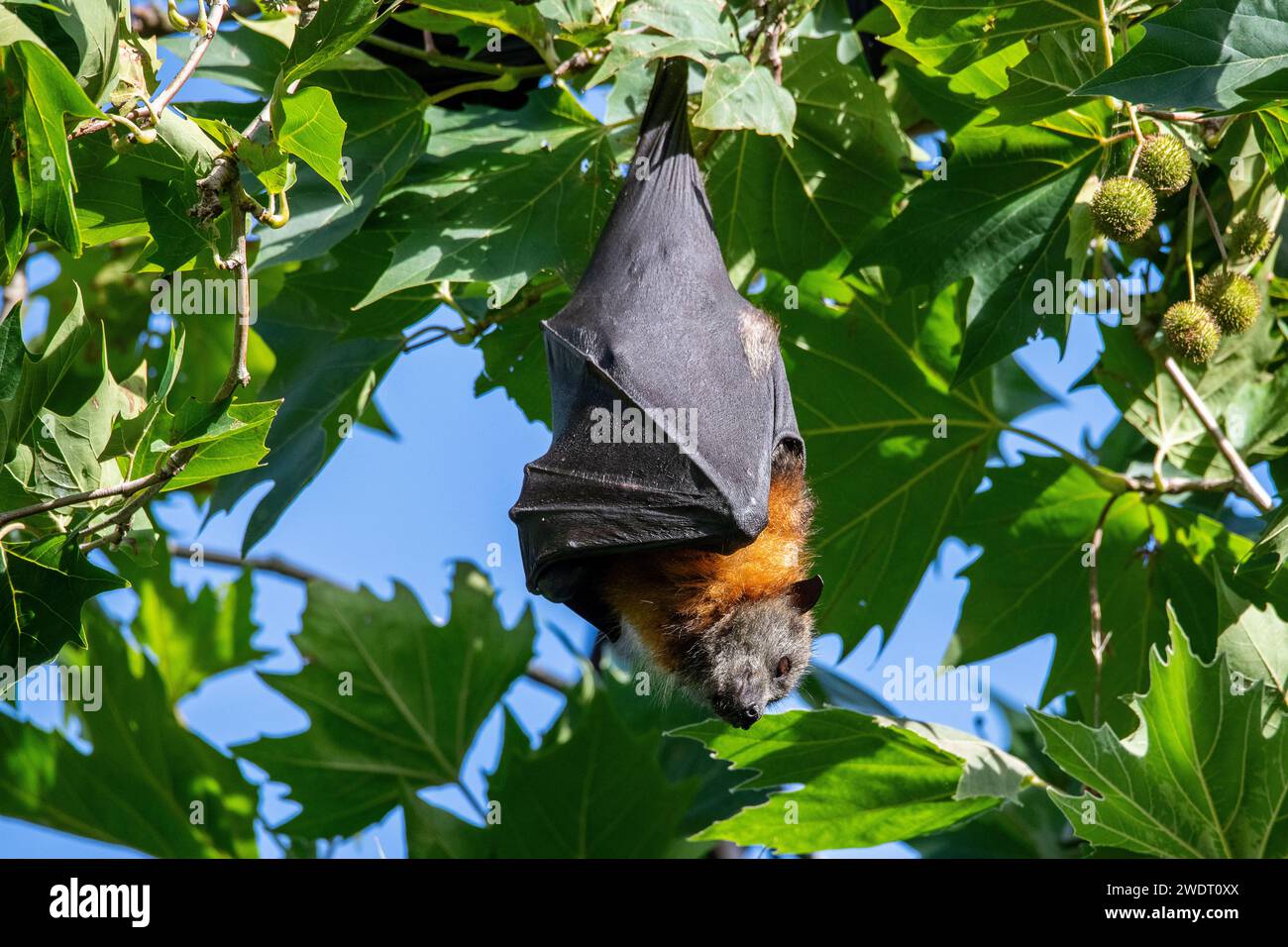 The grey-headed flying fox (Pteropus poliocephalus) is a megabat and ...