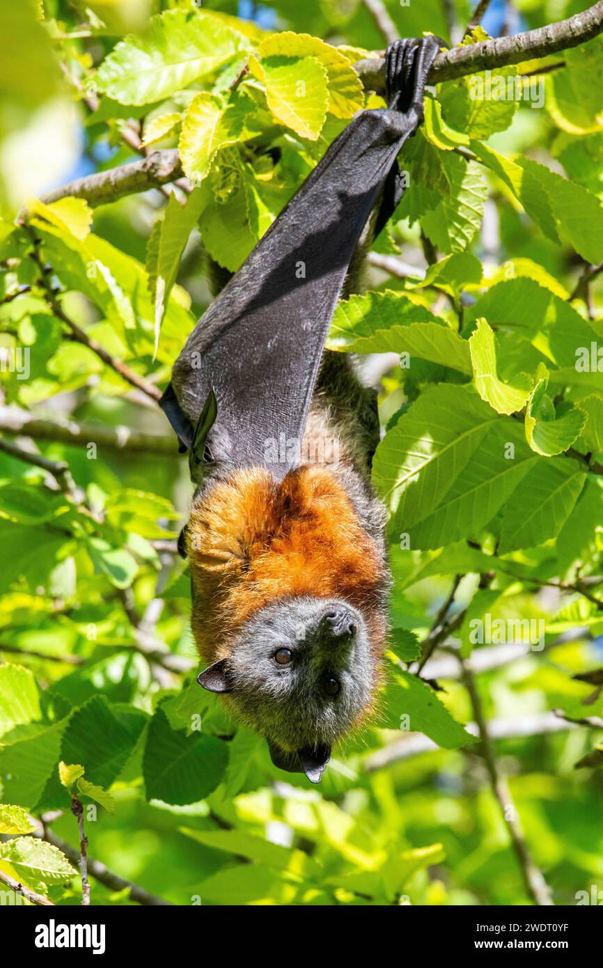 The Grey Headed Flying Fox Pteropus Poliocephalus Is A Megabat And The Largest Bat Of