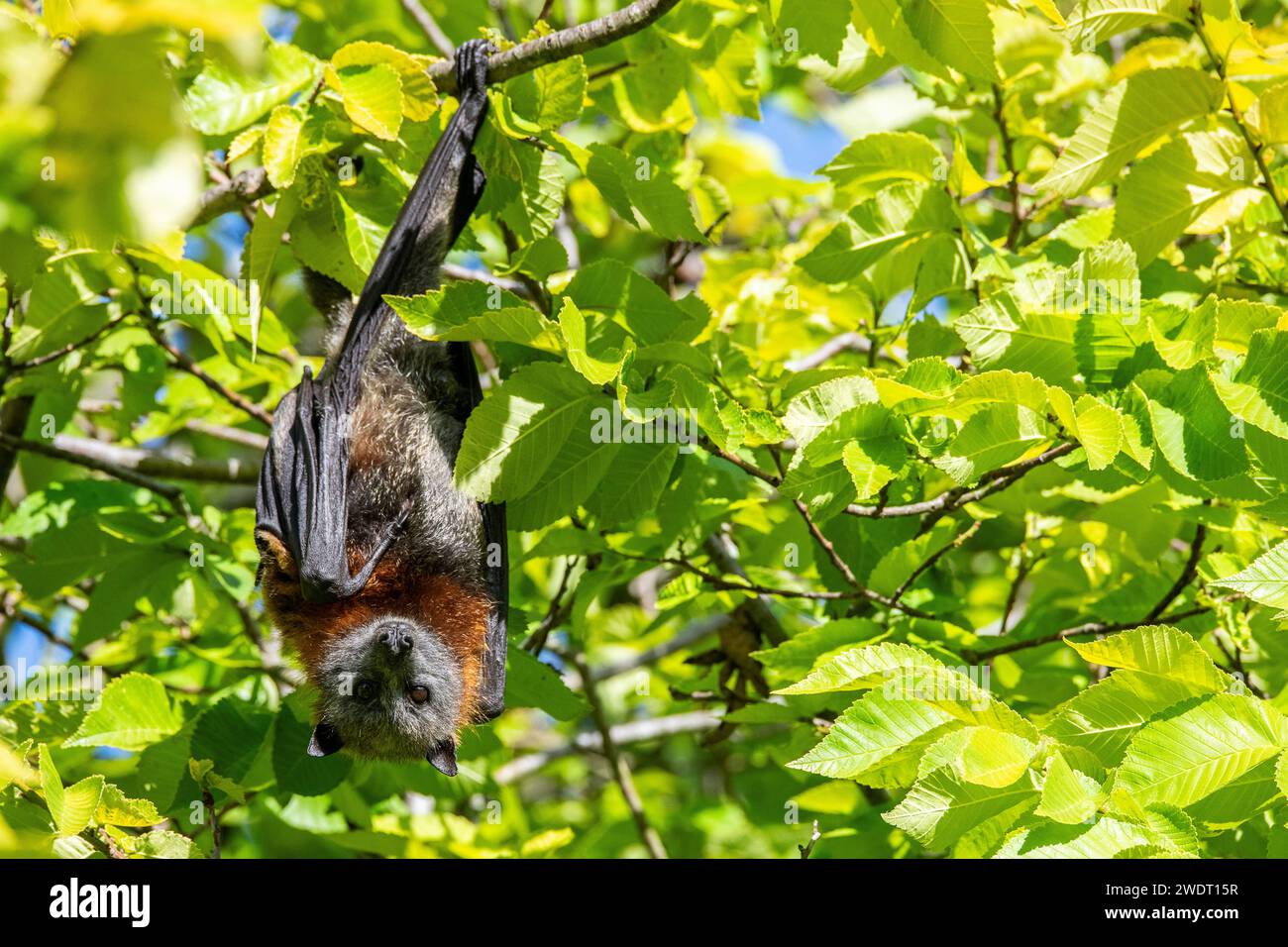 The grey-headed flying fox (Pteropus poliocephalus) is a megabat and ...