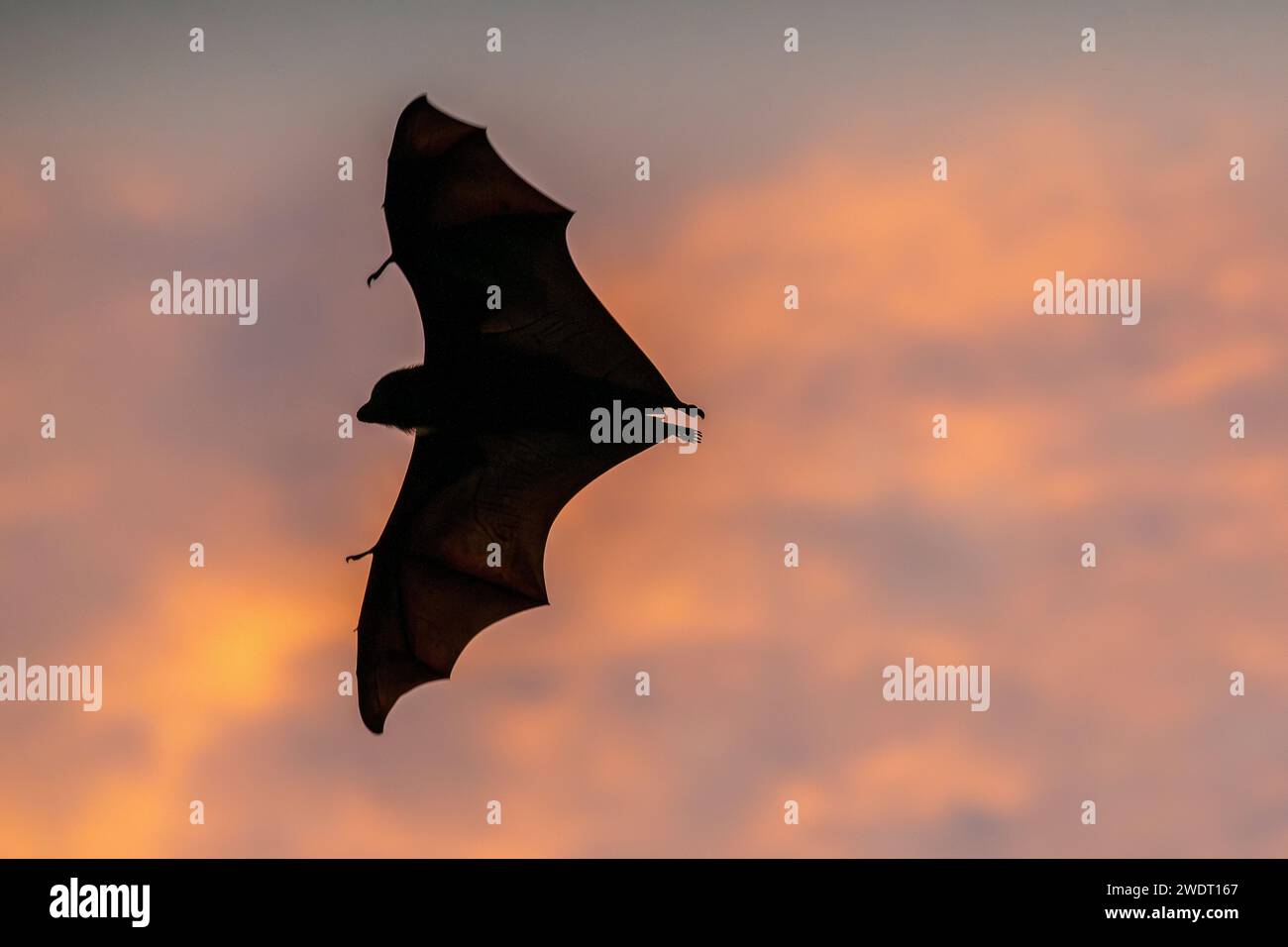 The grey-headed flying fox (Pteropus poliocephalus) is a megabat and ...