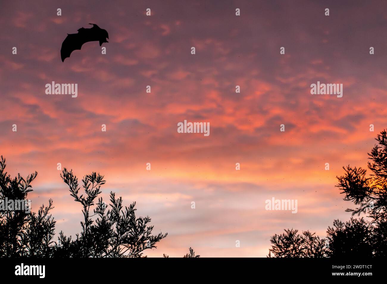 The grey-headed flying fox (Pteropus poliocephalus) is a megabat and ...