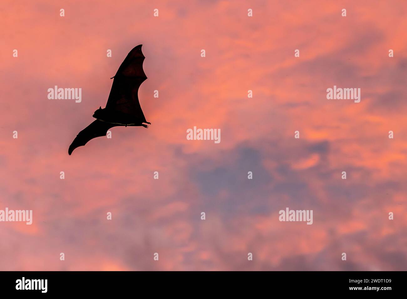 The grey-headed flying fox (Pteropus poliocephalus) is a megabat and ...