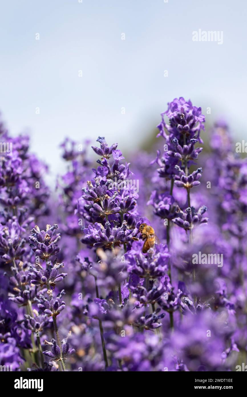The honey bee pollinates lavender flowers. Summer background of ...