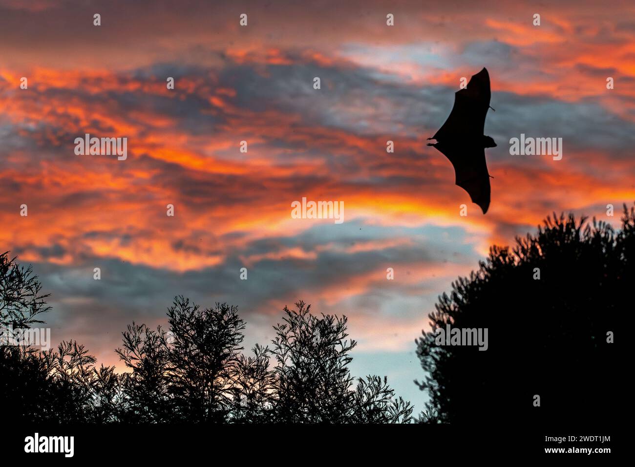 The grey-headed flying fox (Pteropus poliocephalus) is a megabat and ...