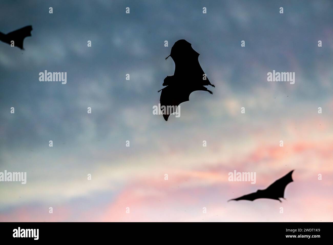 The grey-headed flying fox (Pteropus poliocephalus) is a megabat and ...