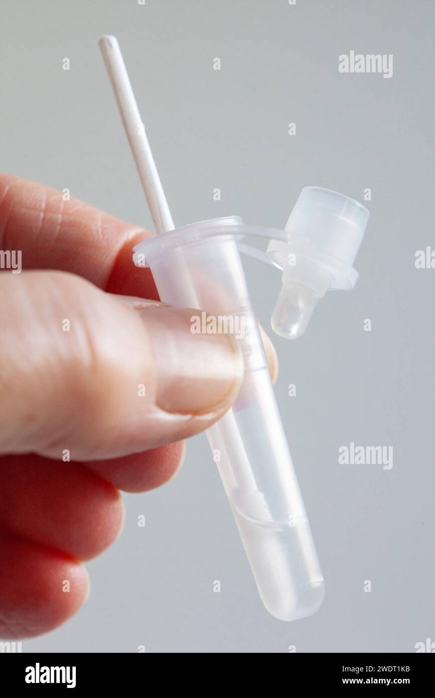 London, UK, 22 January 2024: A swab for a covid test in a tube of ...