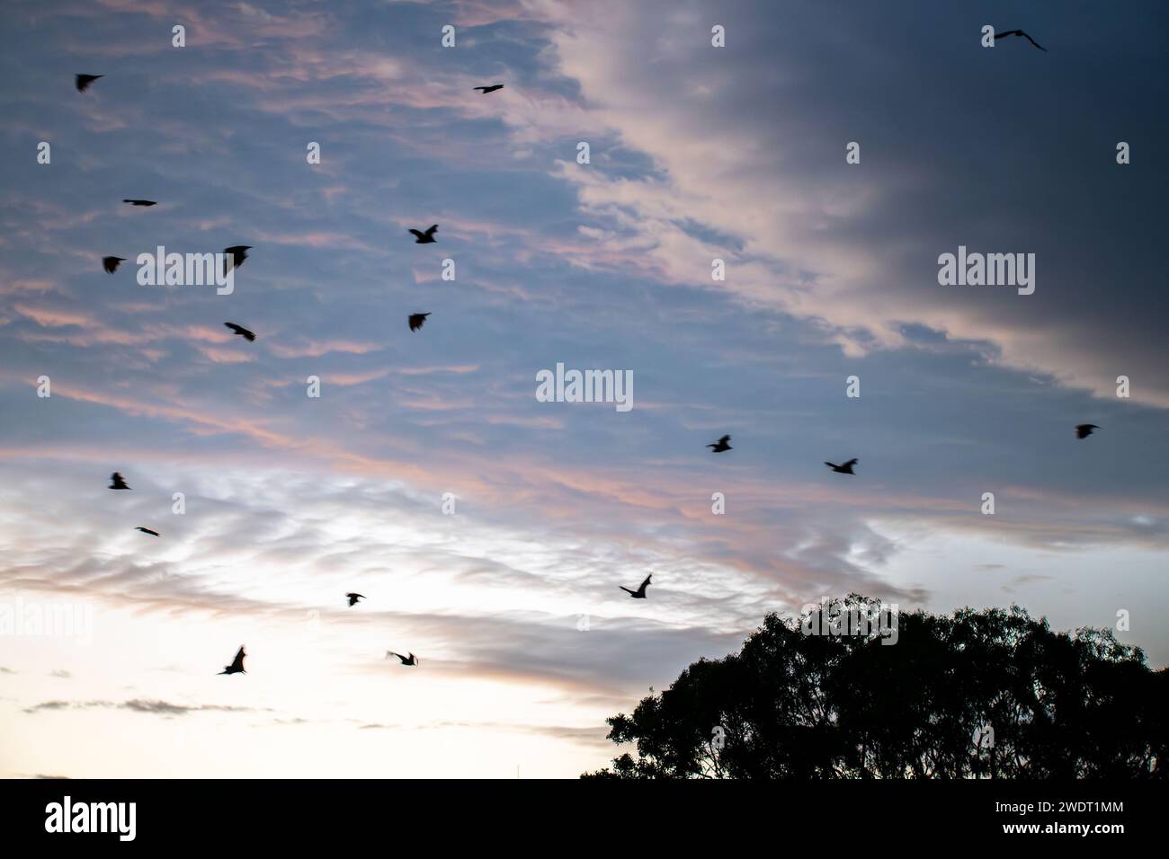 The grey-headed flying fox (Pteropus poliocephalus) is a megabat and ...