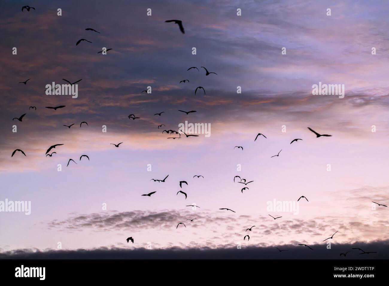 The grey-headed flying fox (Pteropus poliocephalus) is a megabat and ...