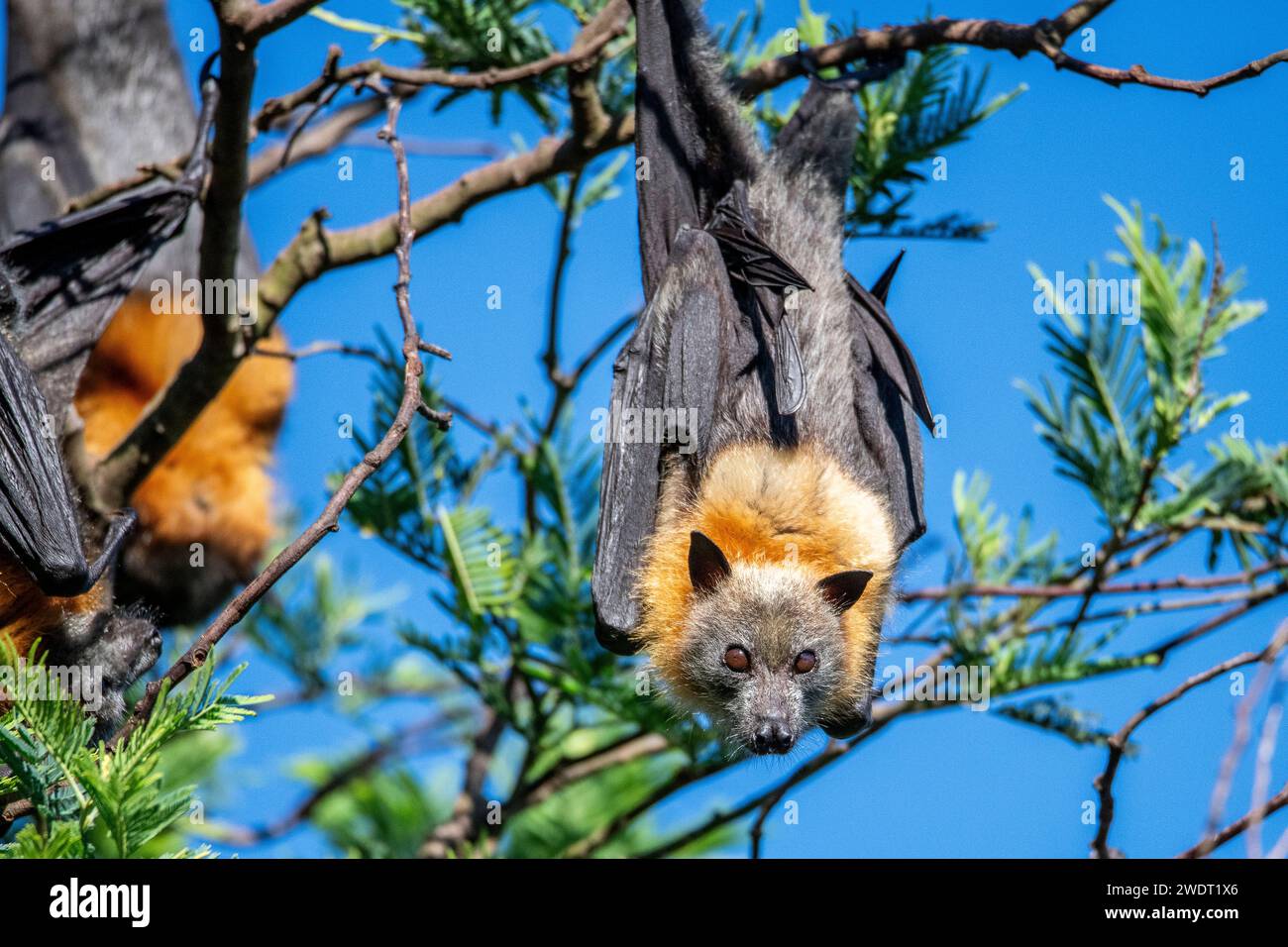 The grey-headed flying fox (Pteropus poliocephalus) is a megabat and ...