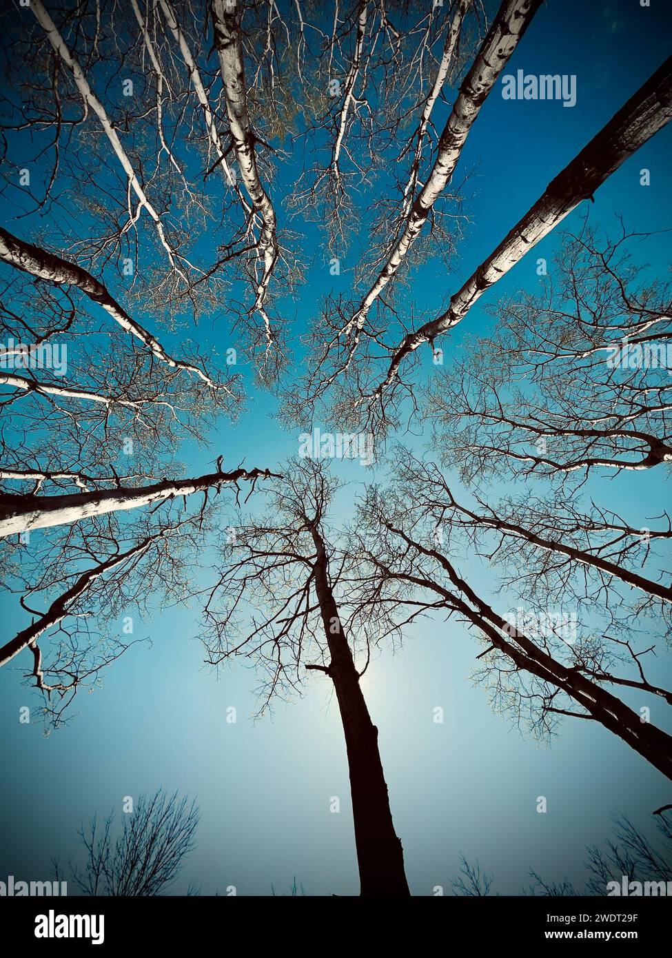 A vast cluster of trees amidst the forest, basking under a clear blue ...