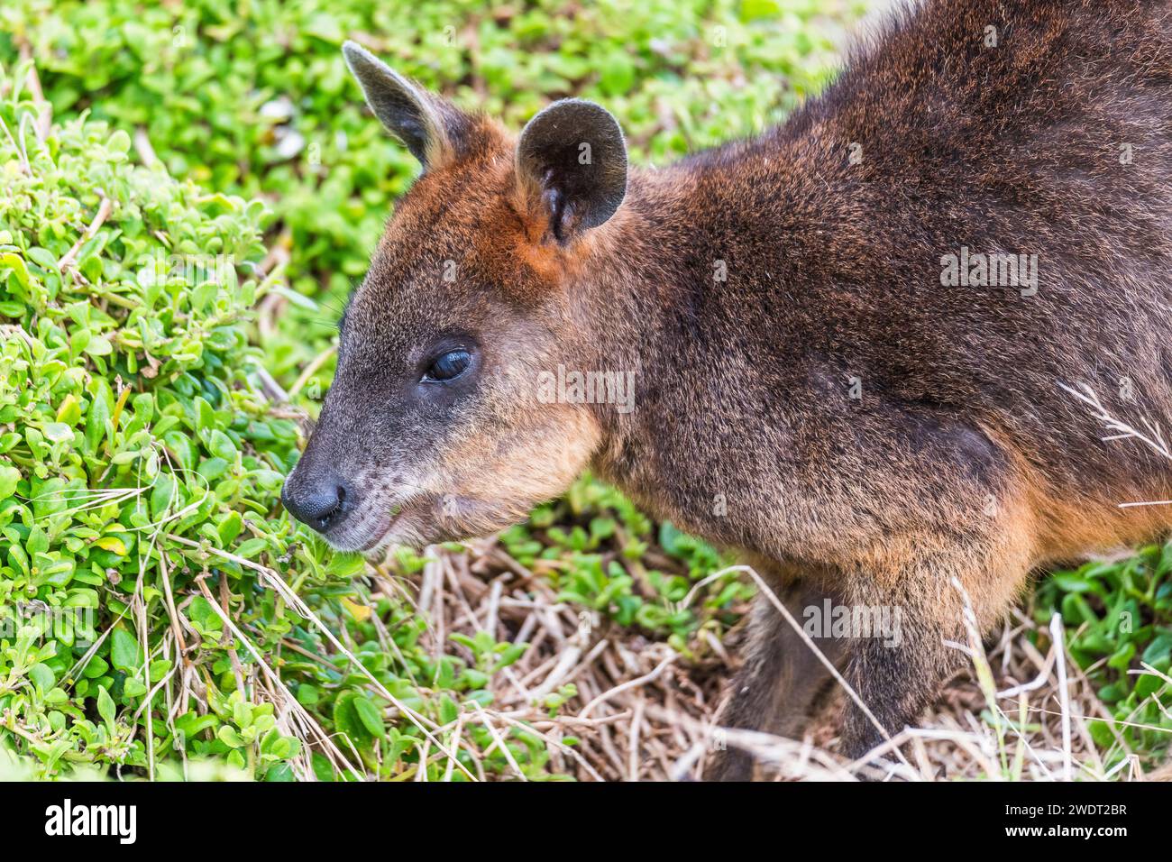 Swamp wallaby (Wallabia bicolor), a small macropod marsupial of eastern ...