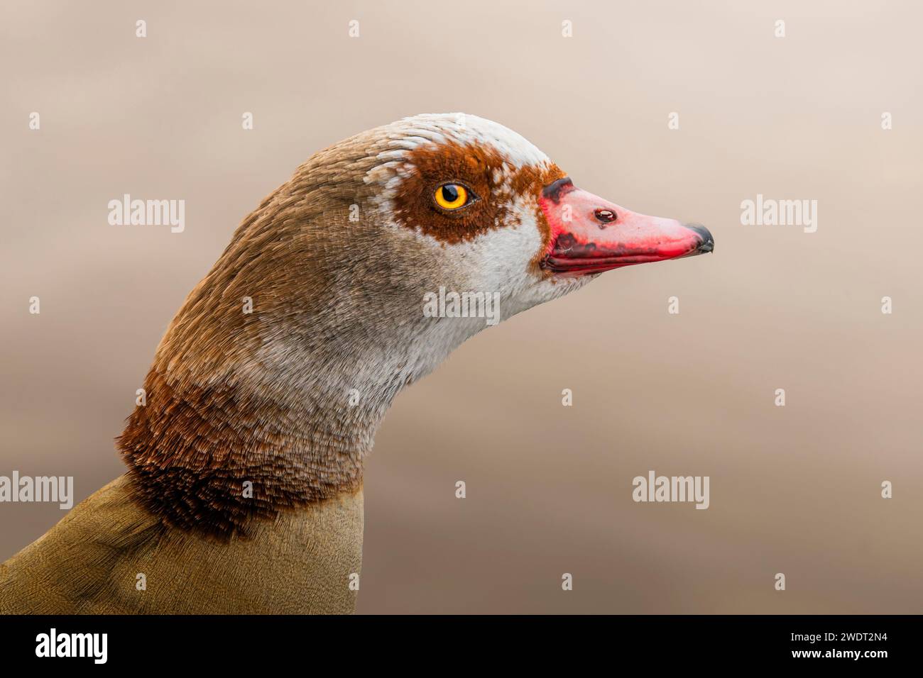 African duck hi-res stock photography and images - Alamy