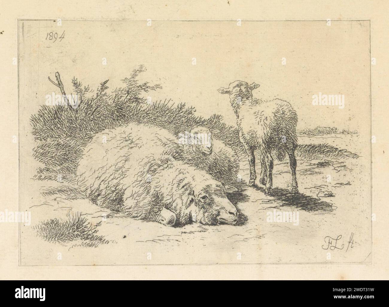 Sheep and two lambs, Frans Lebret, 1894 print A lying sheep in the ...