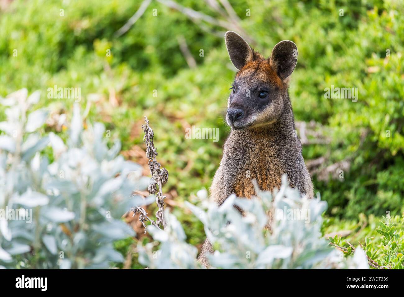 Swamp wallaby (Wallabia bicolor), a small macropod marsupial of eastern ...